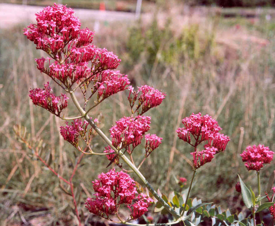 Centranthus ruber (Red Valerian)