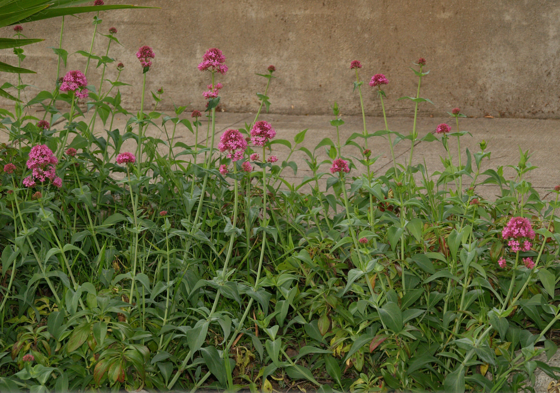 Centranthus ruber (Red Valerian)