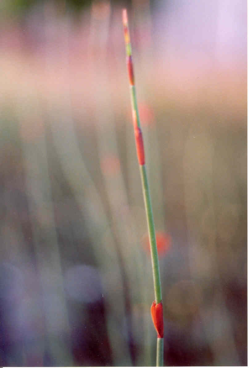 Chondropetalum elephantinum (Large Cape Rush)