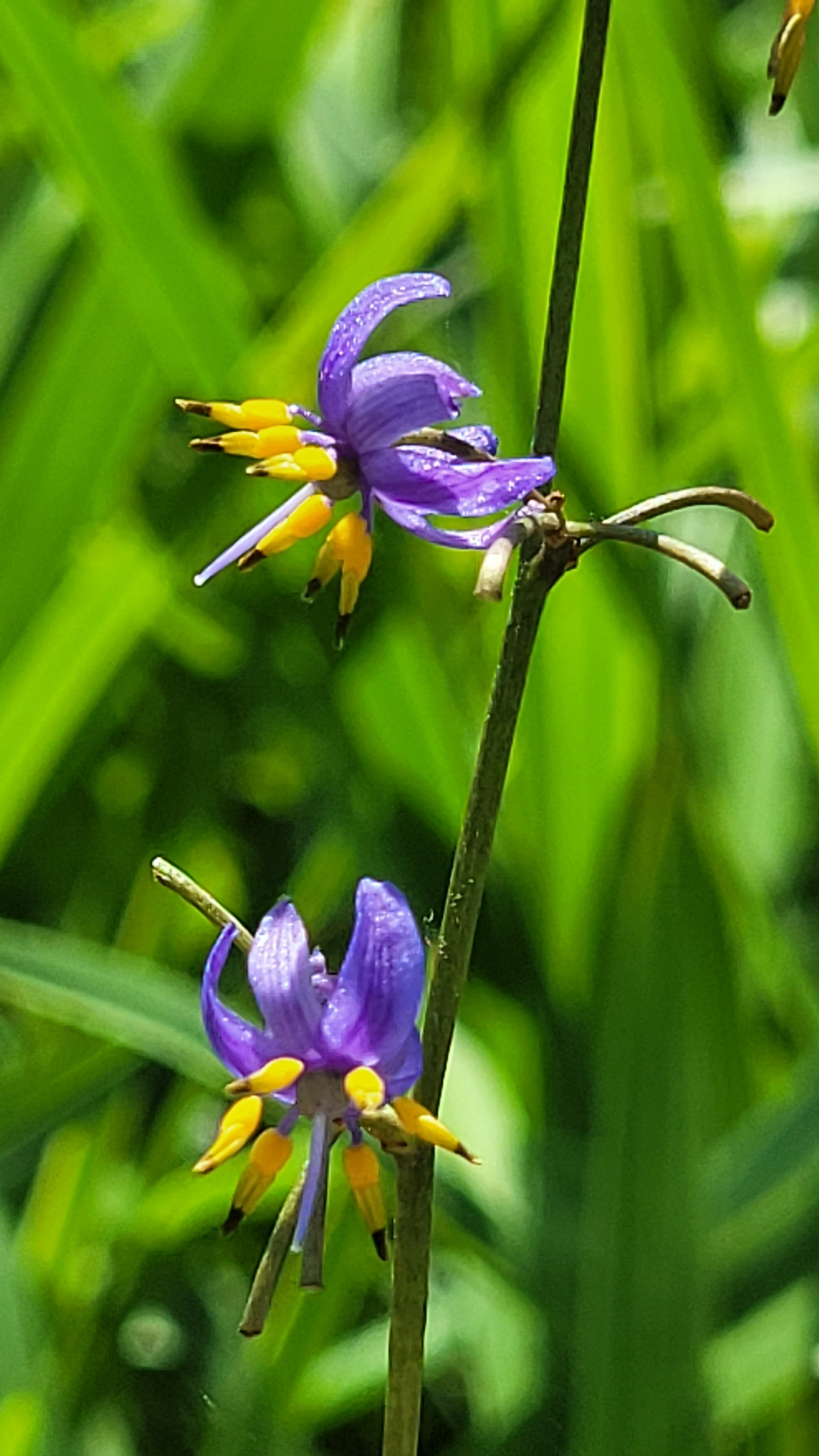 Dianella revoluta 'Little Rev' (PP17,719) (Flax Lily Selection)