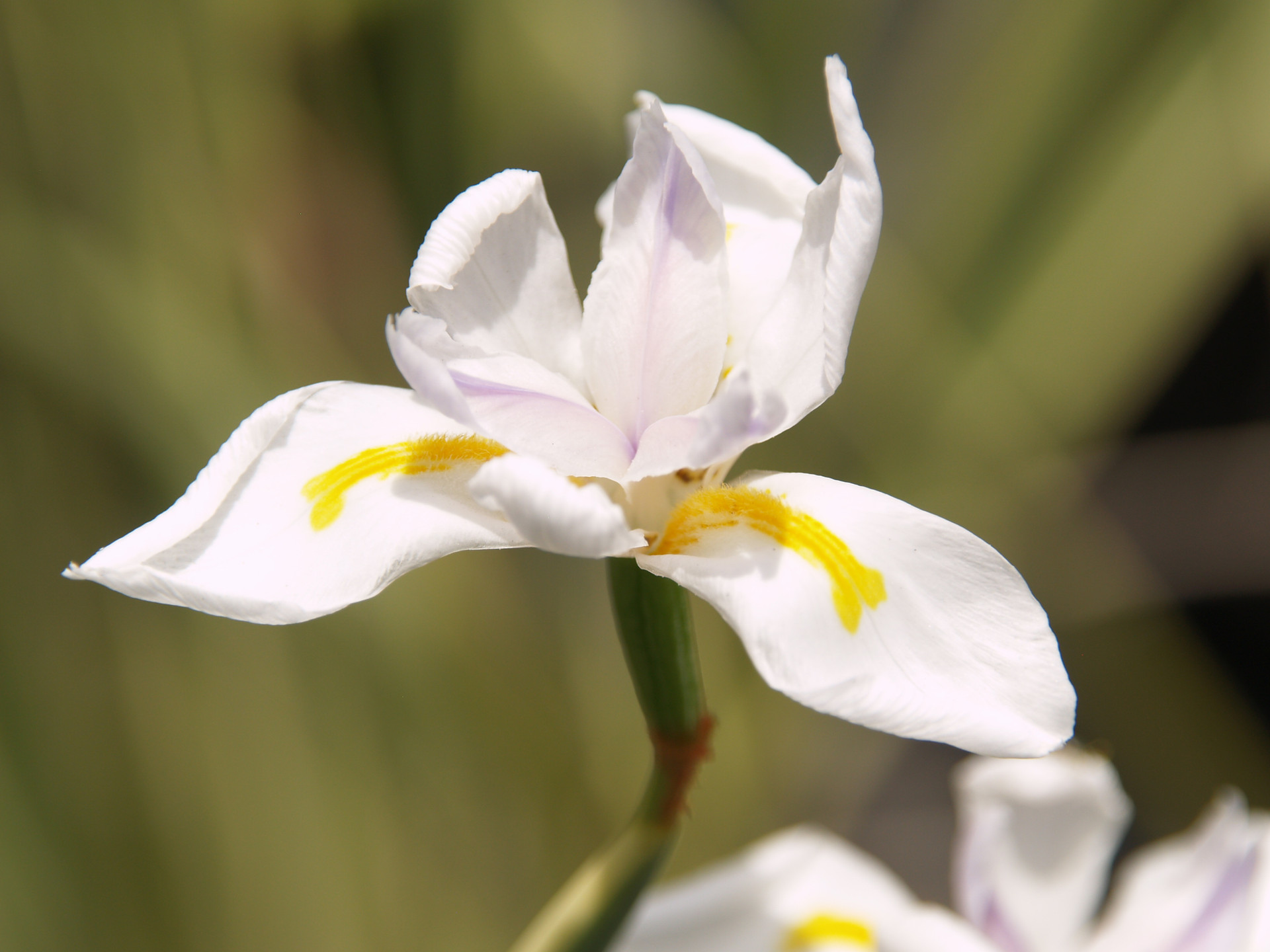 Dietes vegeta 'Variegata' (Striped Fortnight Lily)