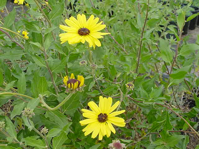 Encelia californica (Coast Sunflower)