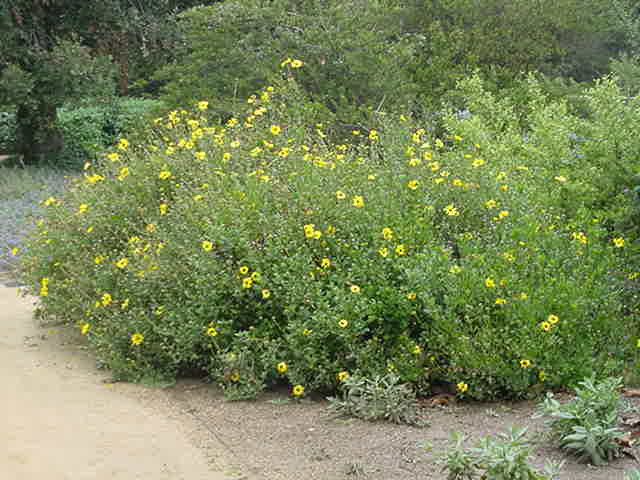 Encelia californica (Coast Sunflower)