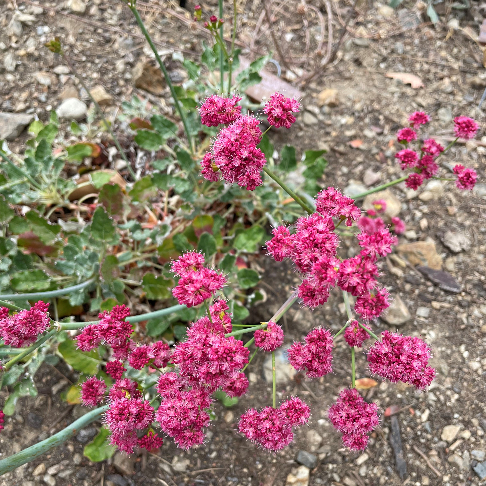 Eriogonum grande rubescens (Red Buckwheat)