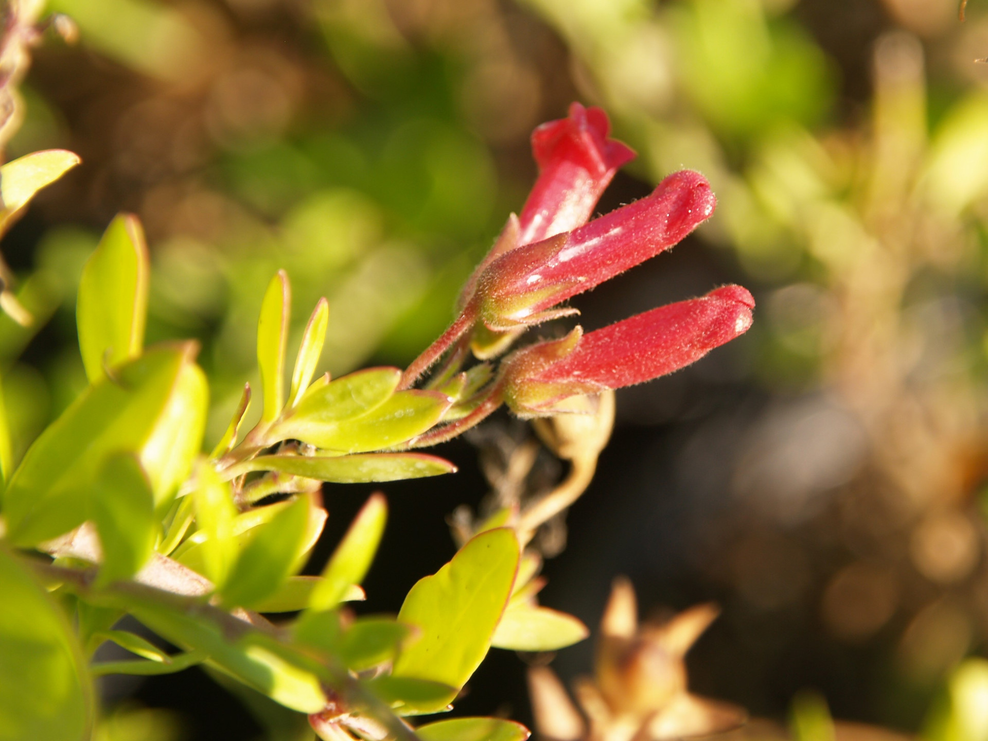 Galvezia speciosa 'Boca Rosa' (Gambelia) (Bush Snapdragon Selection)