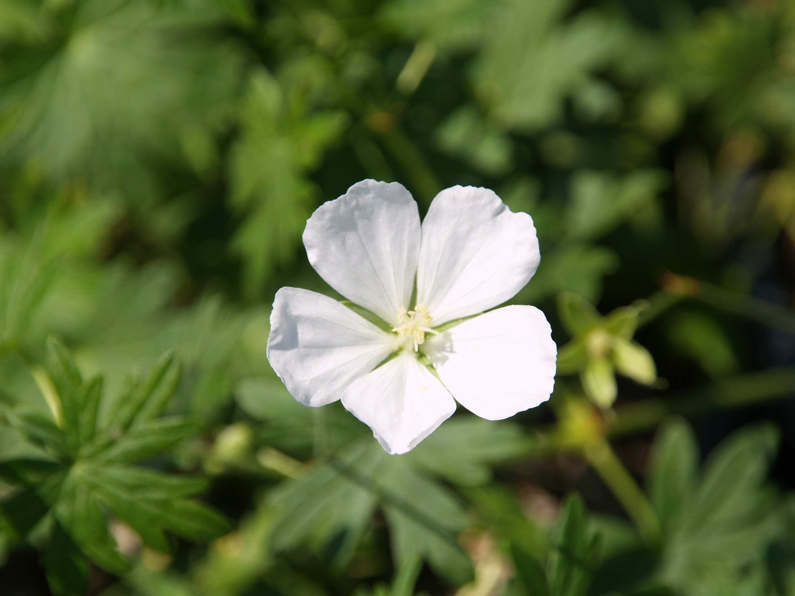 Geranium incanum (Trailing Geranium)
