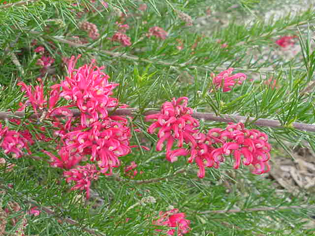 Grevillea 'Canberra Gem' (NCN)