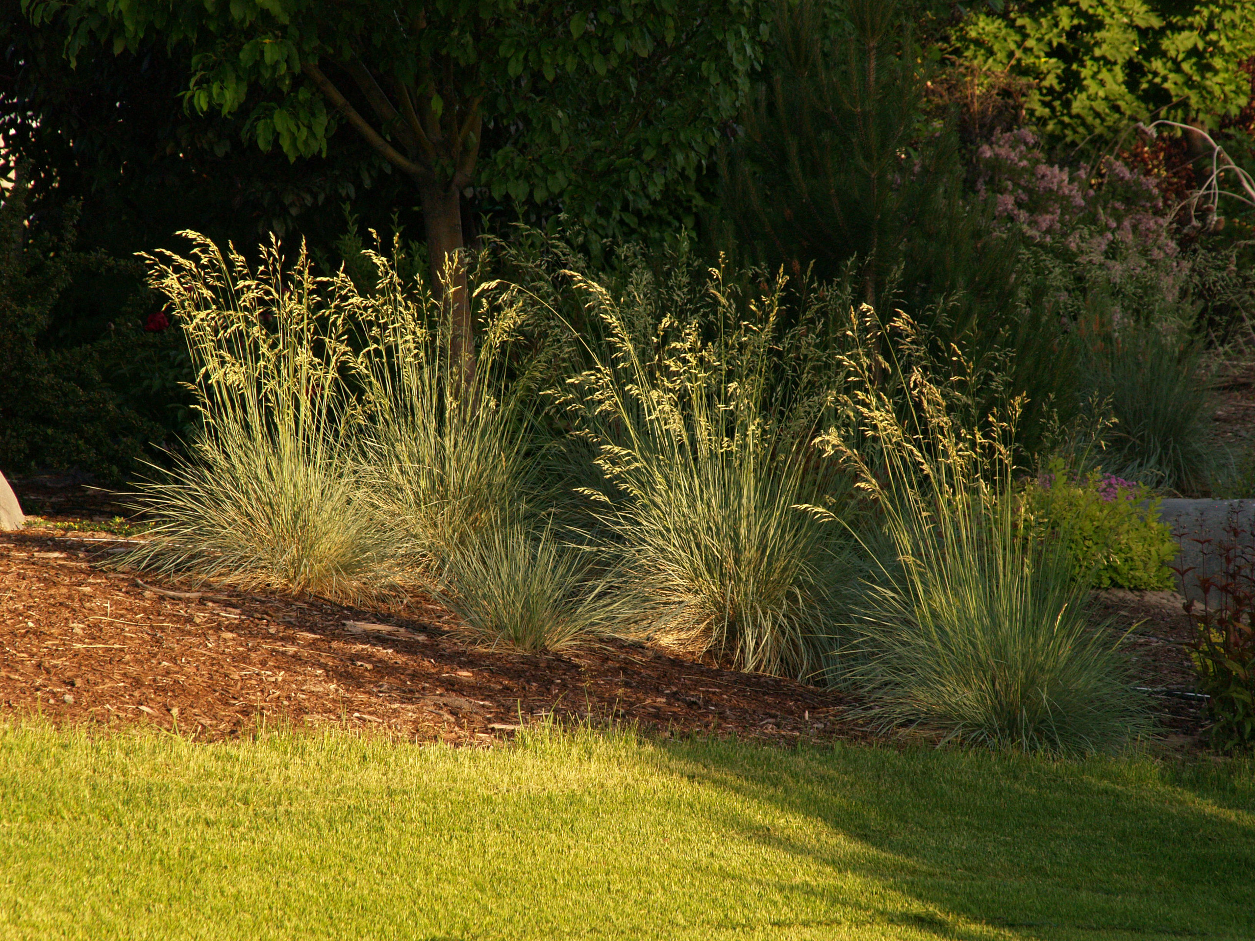 Helictotrichon sempervirens (Blue Oat Grass)