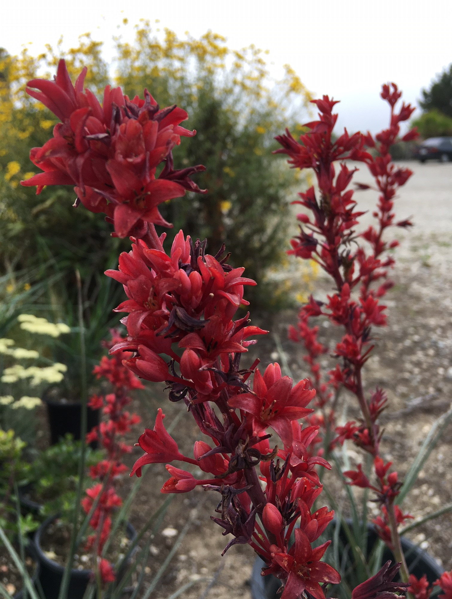 Hesperaloe parviflora Desert Flamenco TM (Red Yucca Selection)
