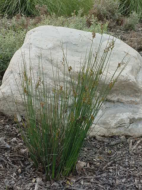 Juncus patens 'Elk’s Blue' (California Grey Rush Selection)
