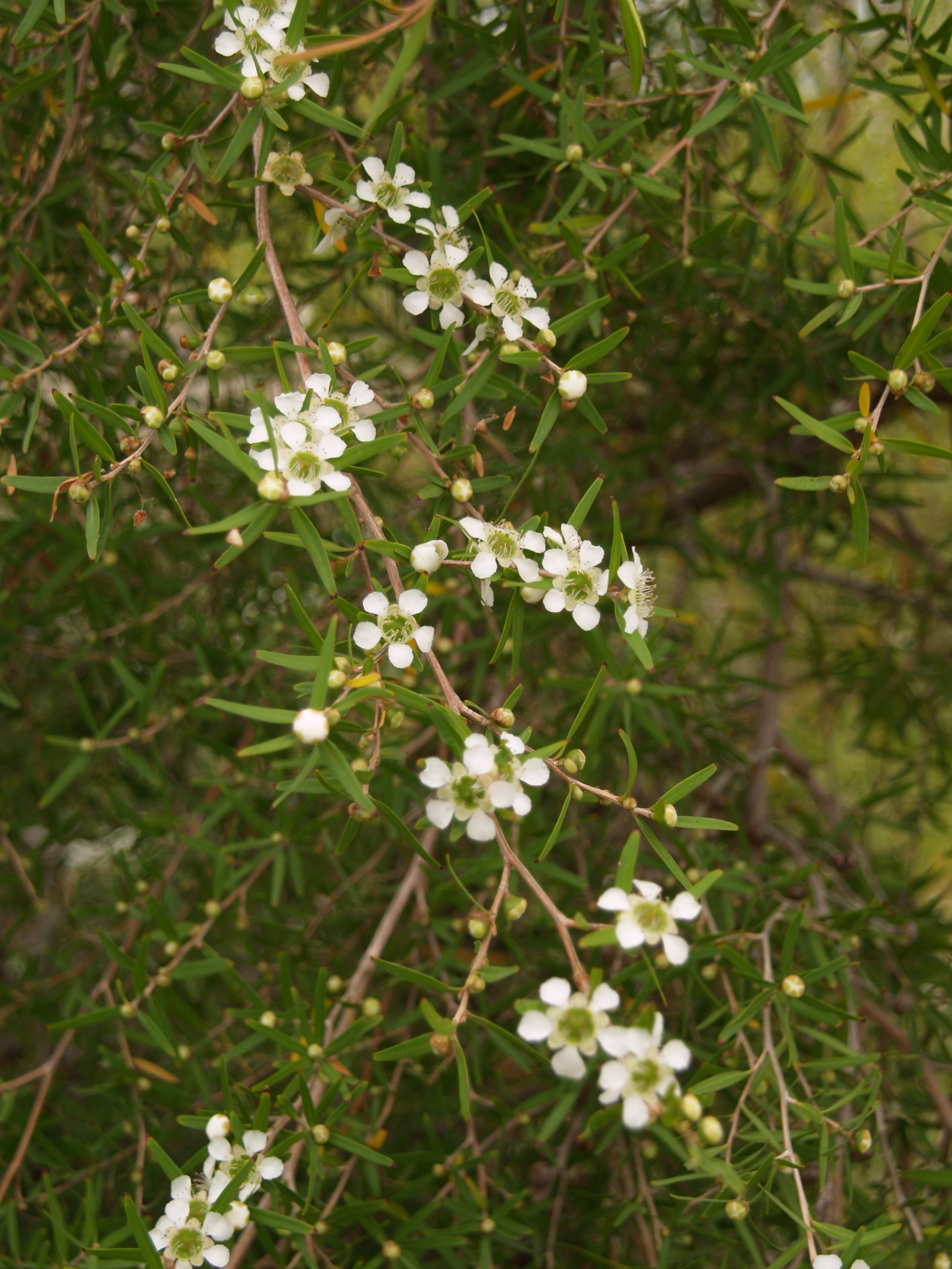 Leptospermum petersonii (Lemon-scented Tea Tree)