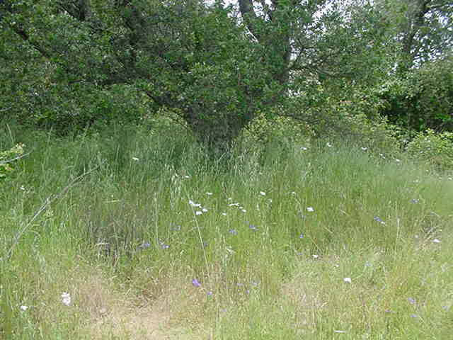 Leymus triticoides (Creeping Wild Rye)