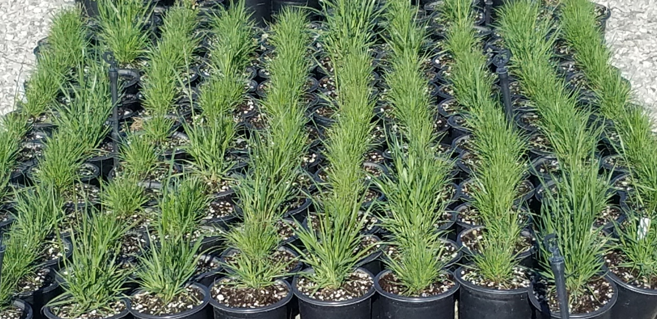 Melica californica (California Melic)