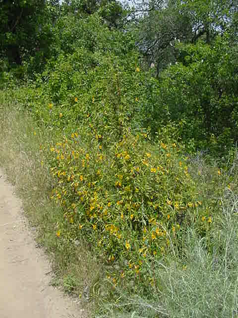 Mimulus aurantiacus (Diplacus) (Bush Monkeyflower)