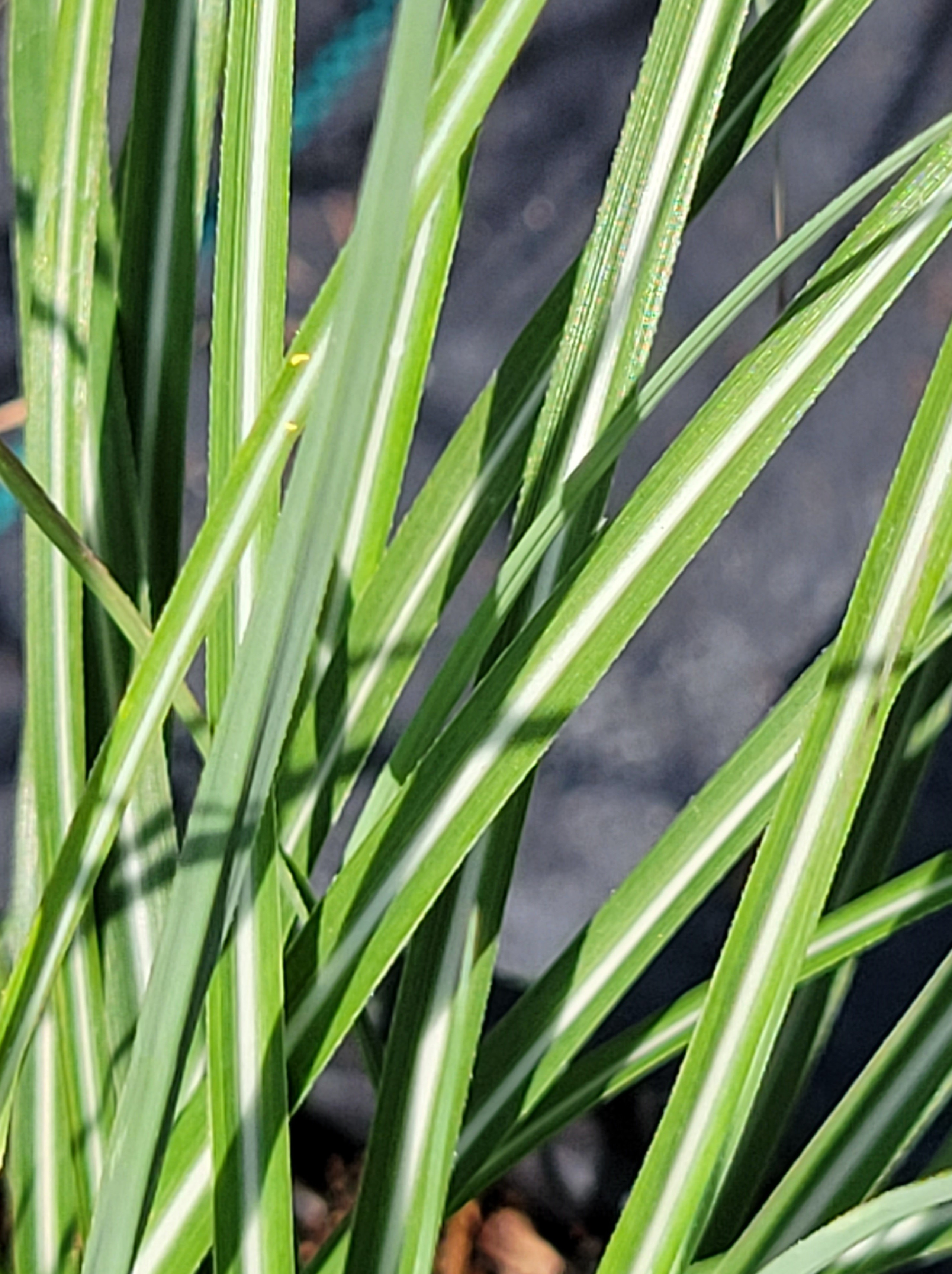 Miscanthus Sinensis Adagio Dwarf Maiden Grass