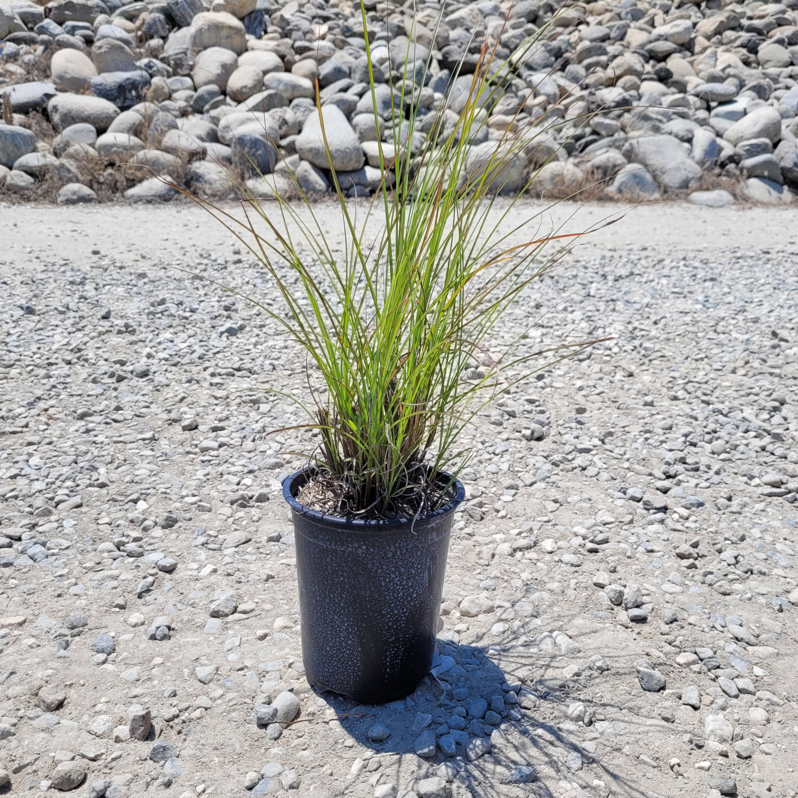 Miscanthus Sinensis Adagio Dwarf Maiden Grass