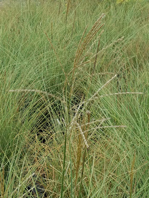 Miscanthus s. 'Autumn Light' (Maiden Grass - Variegated)
