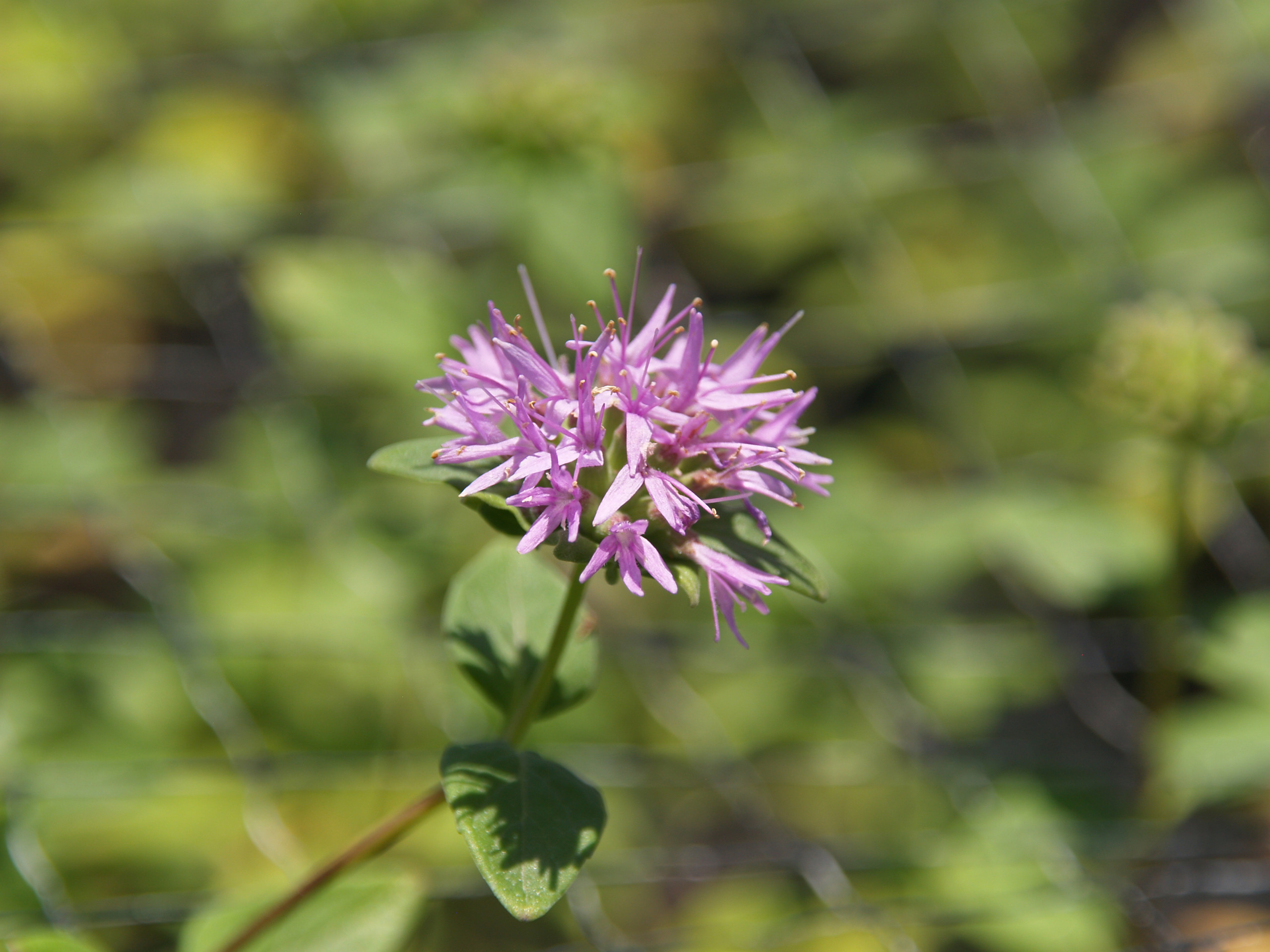 Monardella villosa 'Russian River' (Coyote Mint Selection)