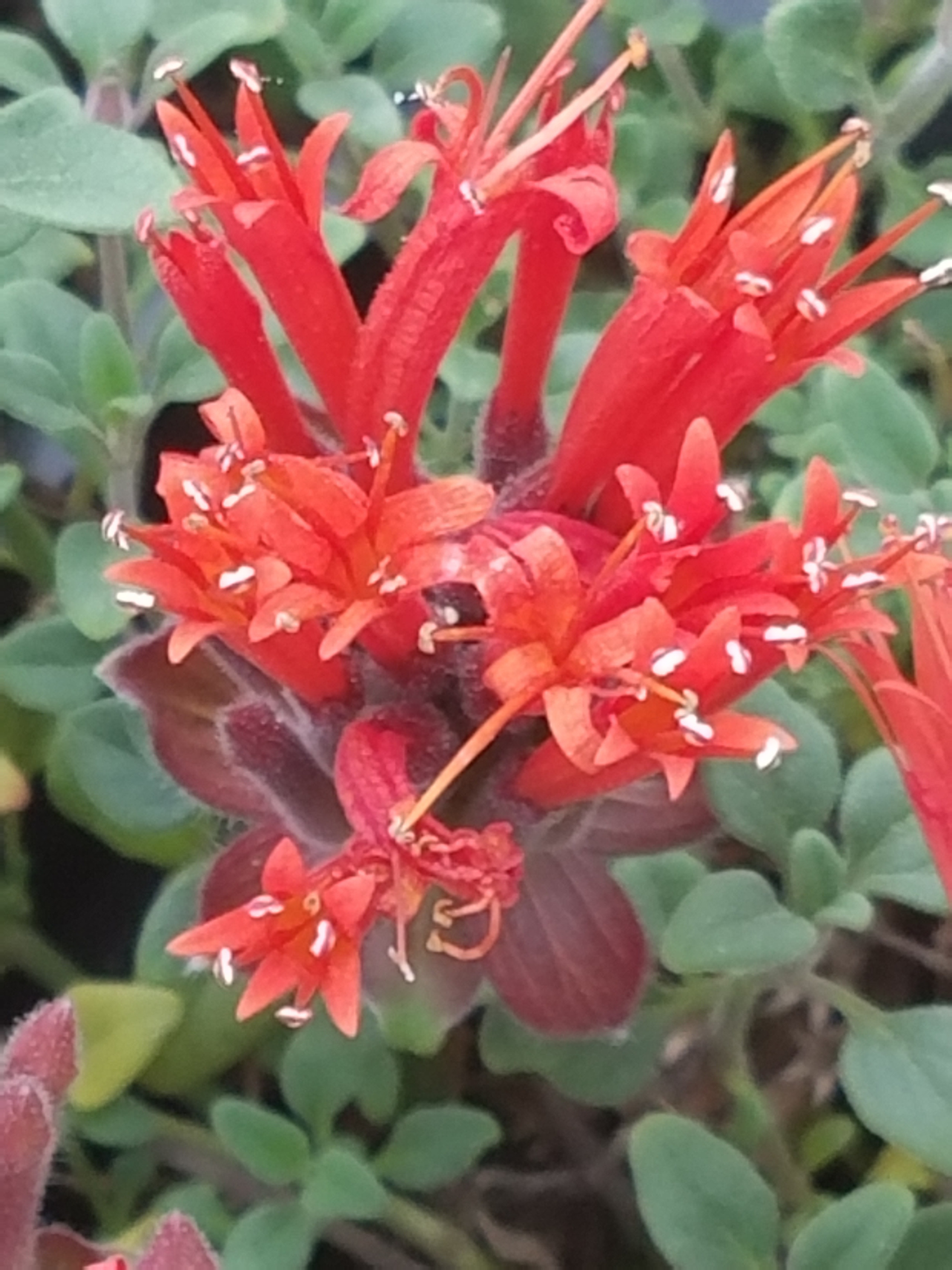 Monardella macrantha 'Marian Sampson' (Coyote Mint Selection)