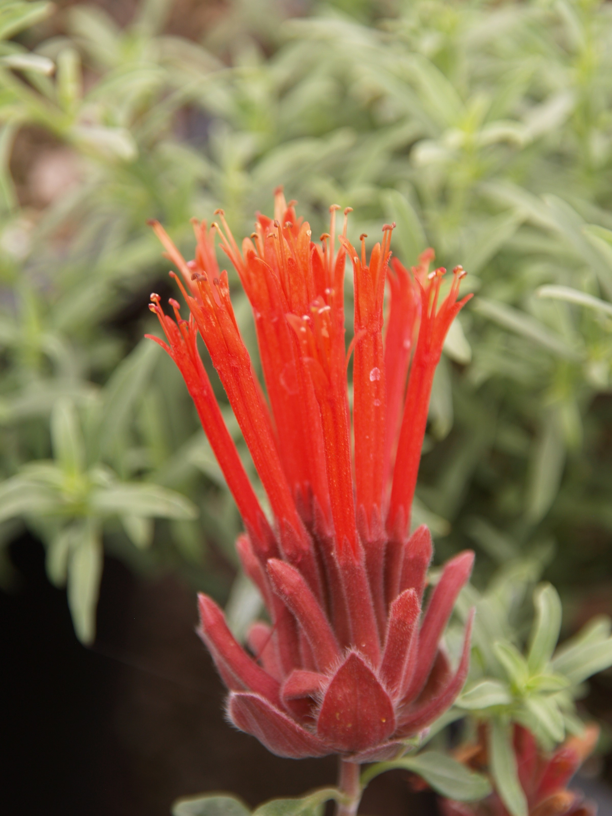 Monardella villosa 'Russian River' (Coyote Mint Selection)