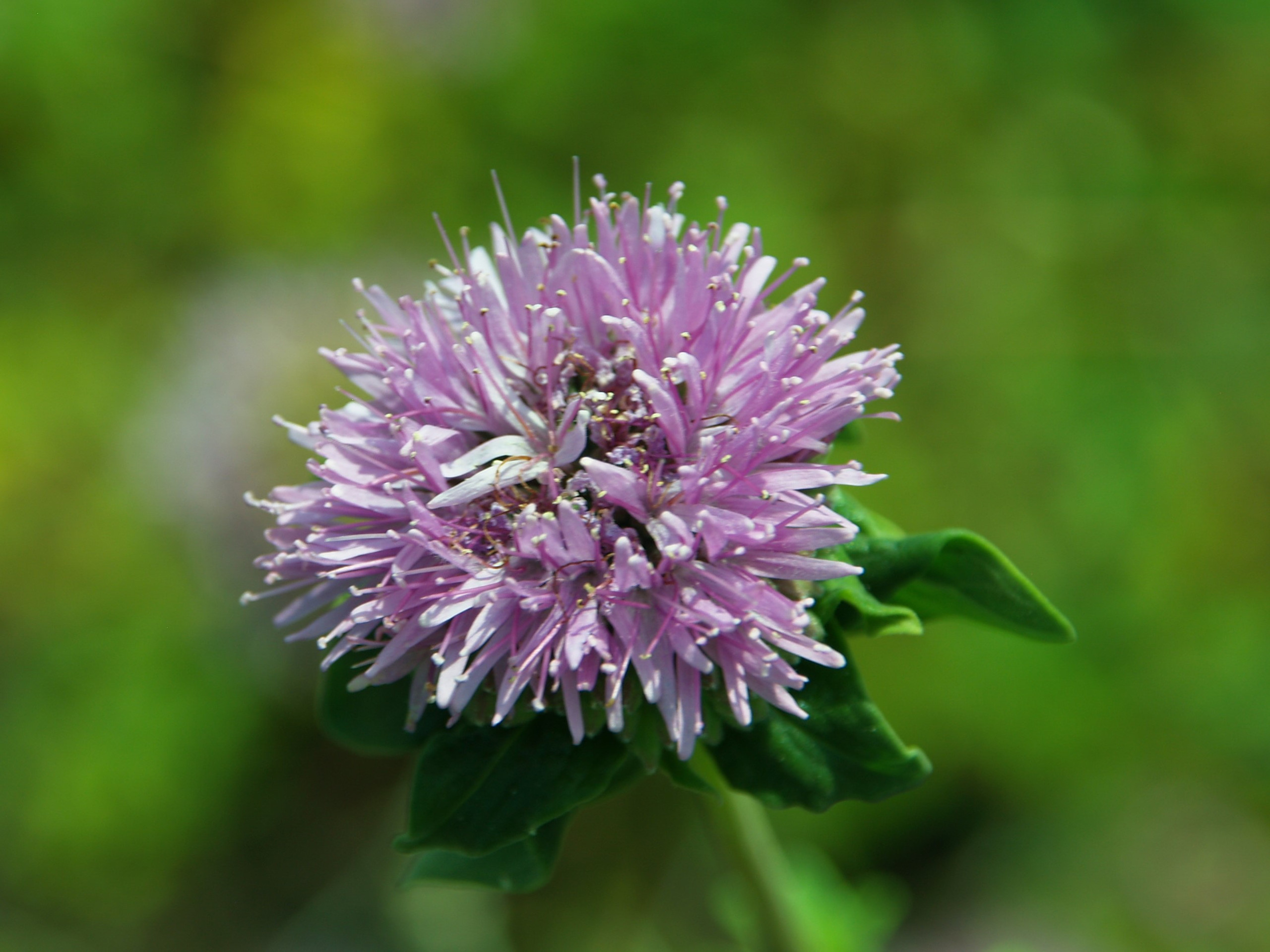 Bouteloua gracilis (Blue Gramma)