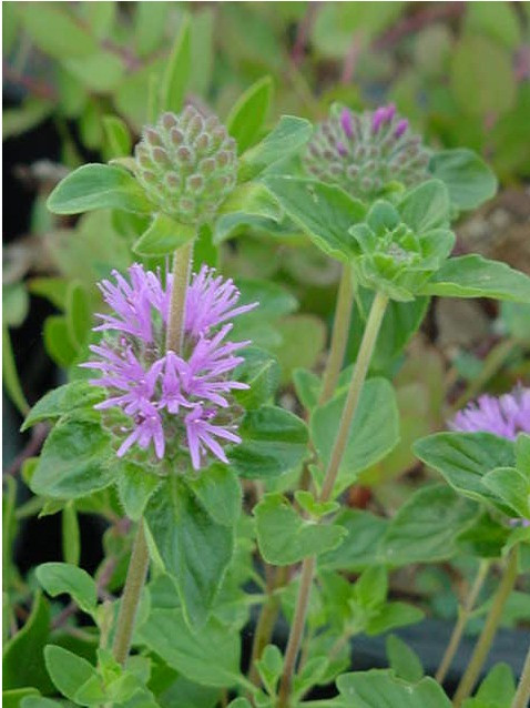 Monardella villosa (Coyote Mint)