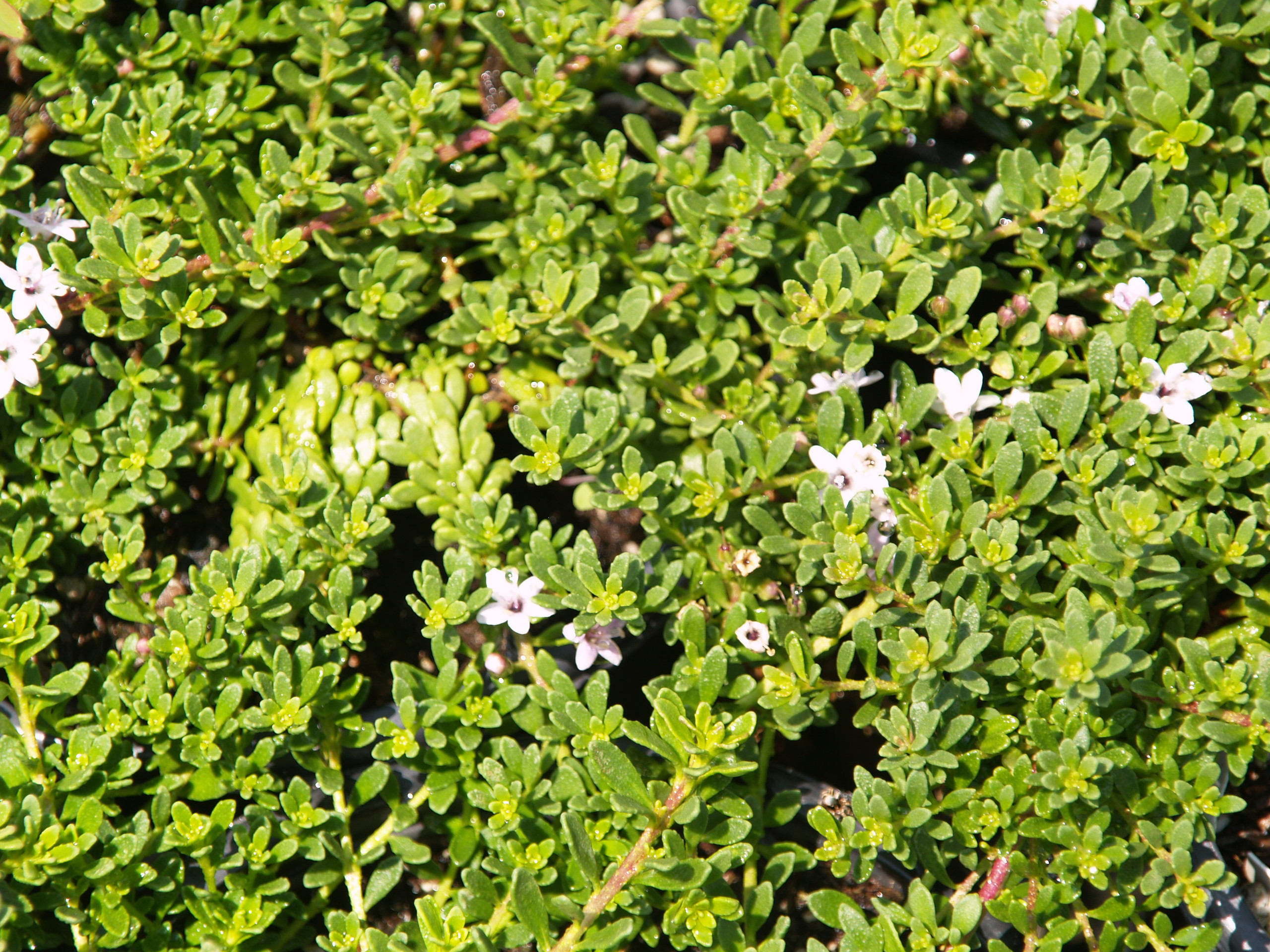 Westringia fruticosa Low Horizon 'WES06' PP24,042 (Coast Rosemary ...