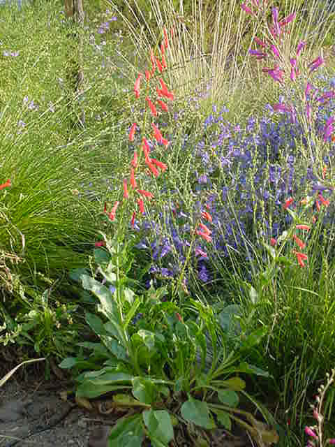 Penstemon eatonii (Firecracker Penstemon)