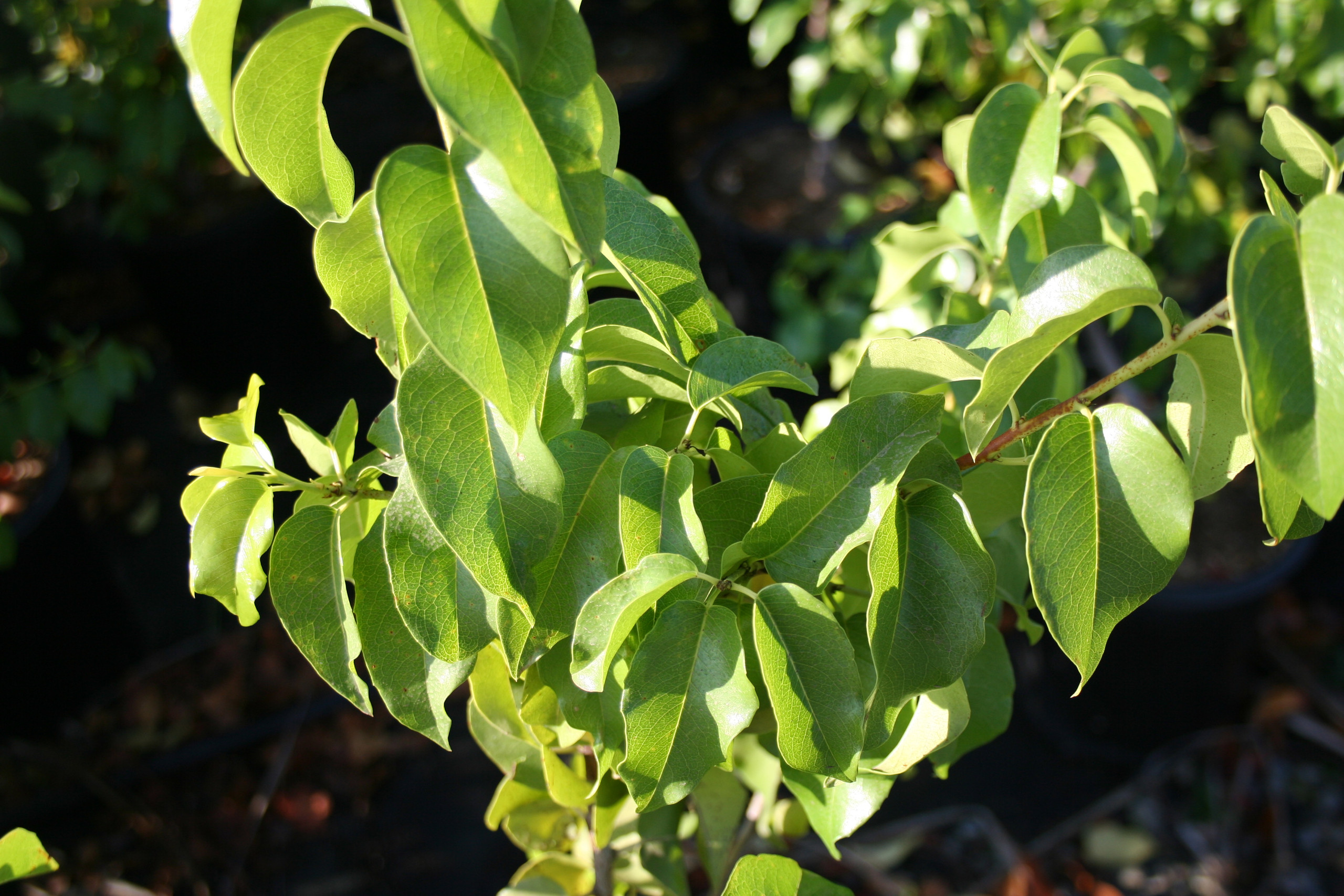 Prunus lyonii (Catalina Cherry)