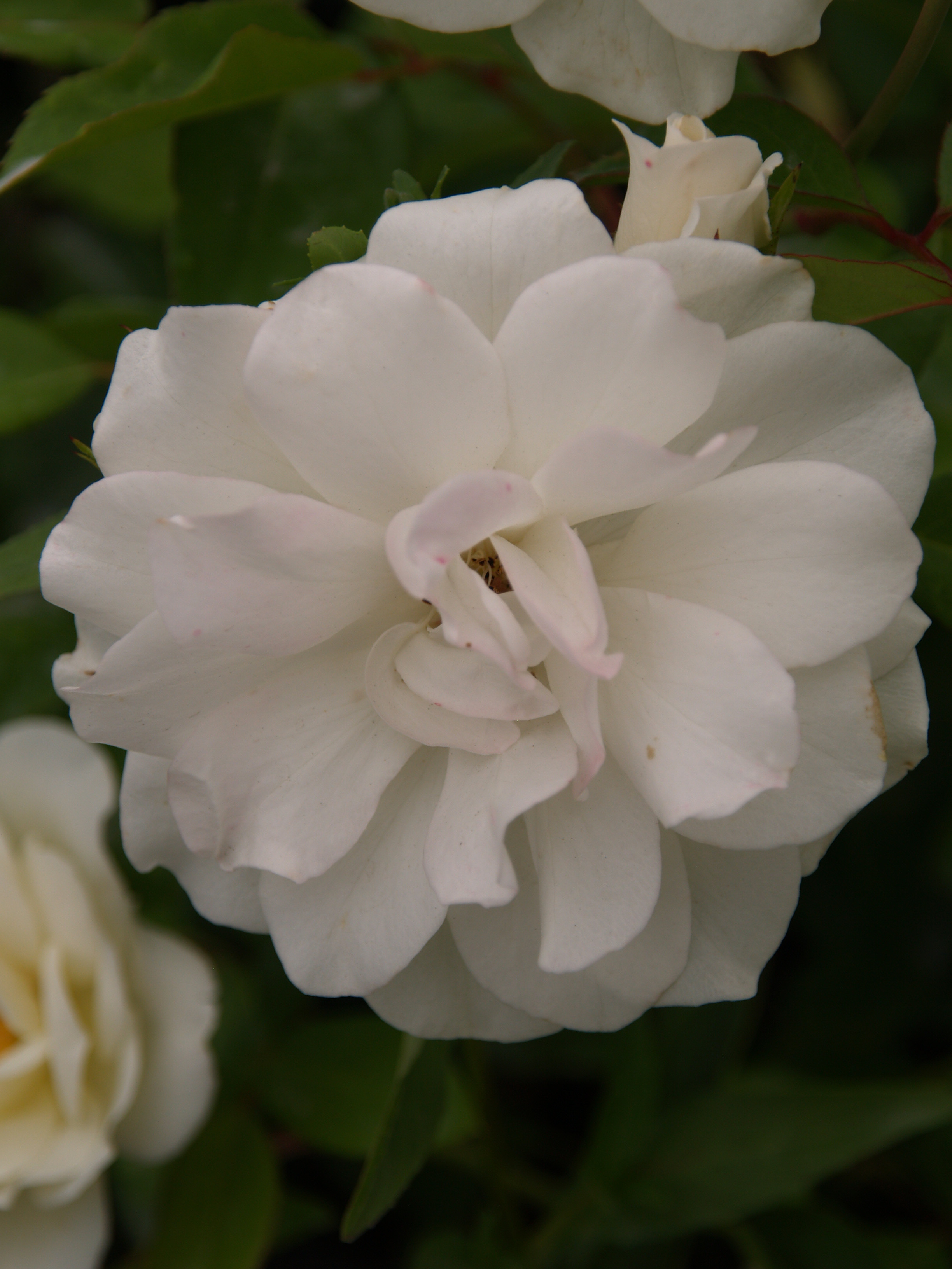 Rosa 'Iceberg' (White Shrub Rose)