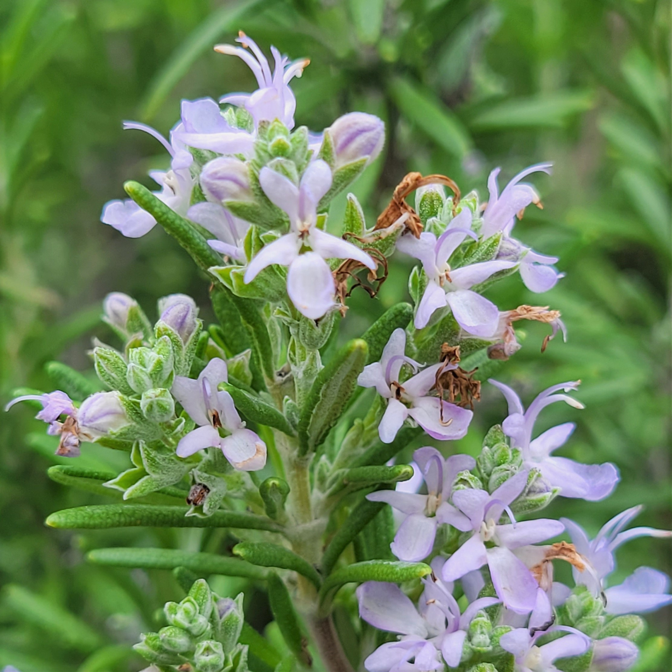 Rosmarinus officinalis Irene PP 09,124 (Prostrate Rosemary Selection)