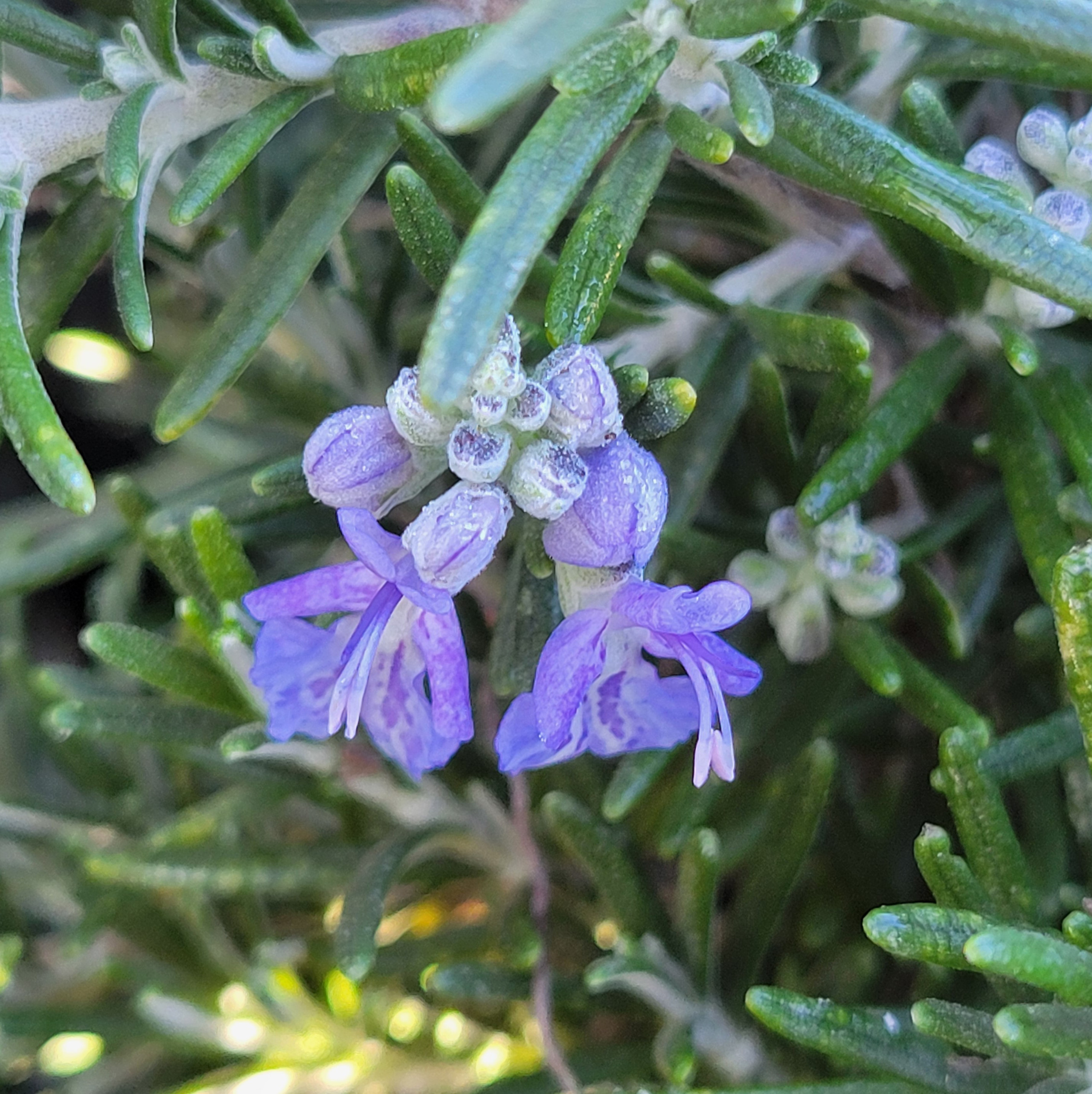 Rosmarinus officinalis Irene PP 09,124 (Prostrate Rosemary Selection)