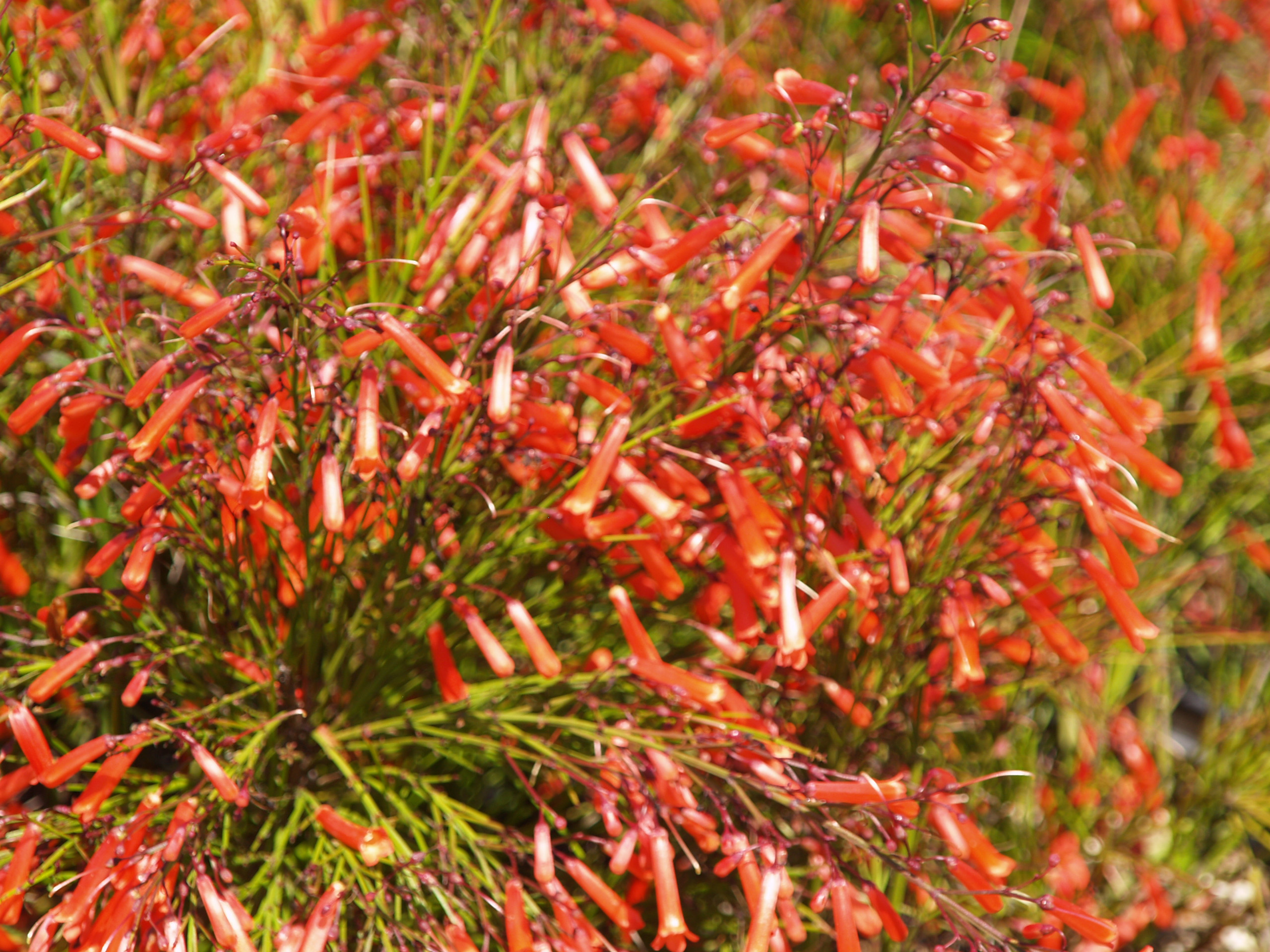 Russelia equisetiformis (Coral Fountain)