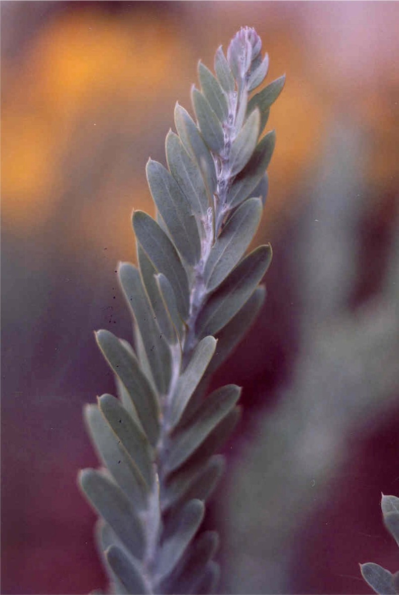 Acacia covenyi (Blue Bush)