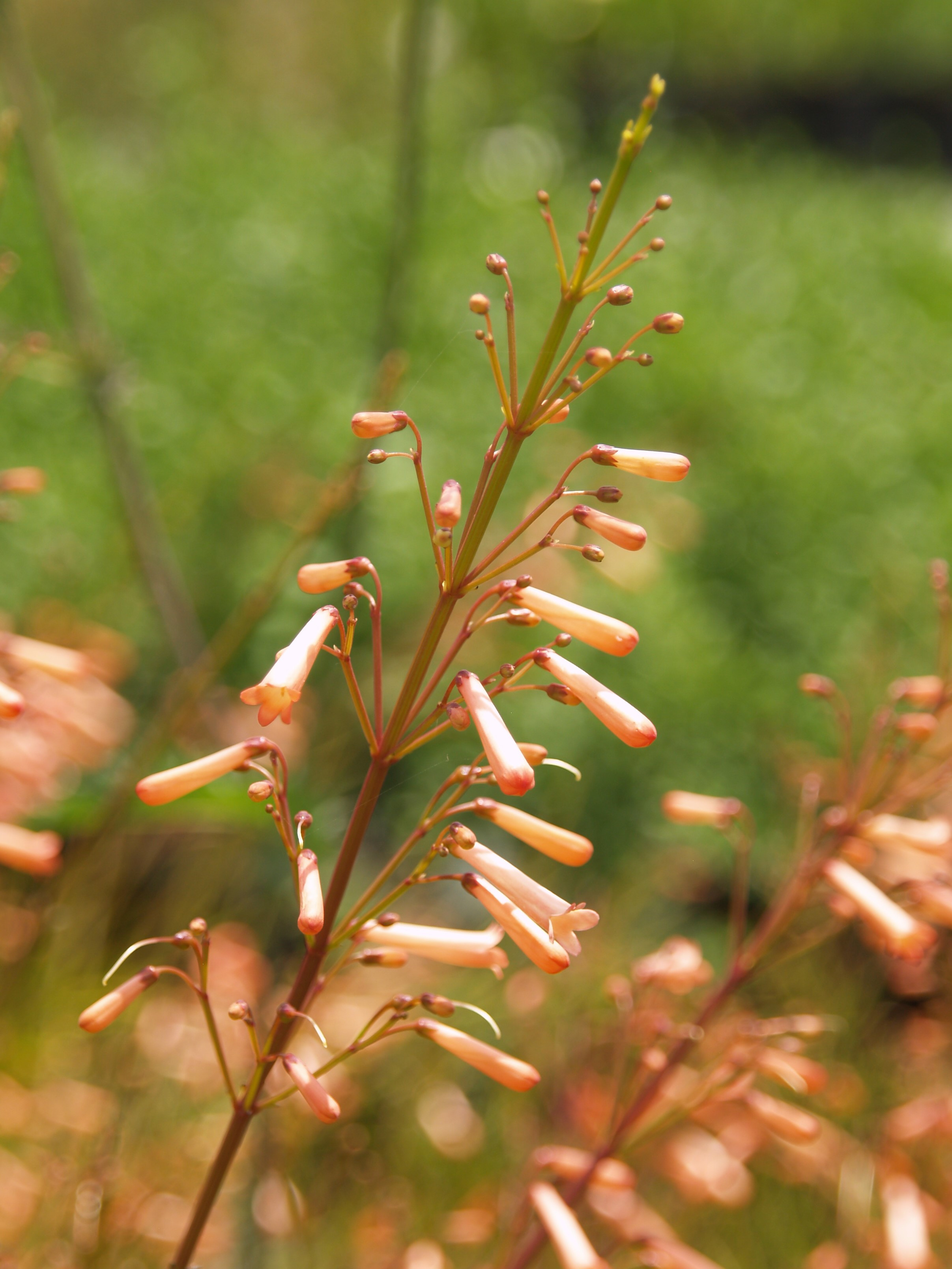 Russelia equisetiformis 'Yellow' (Coral Fountain - Yellow)