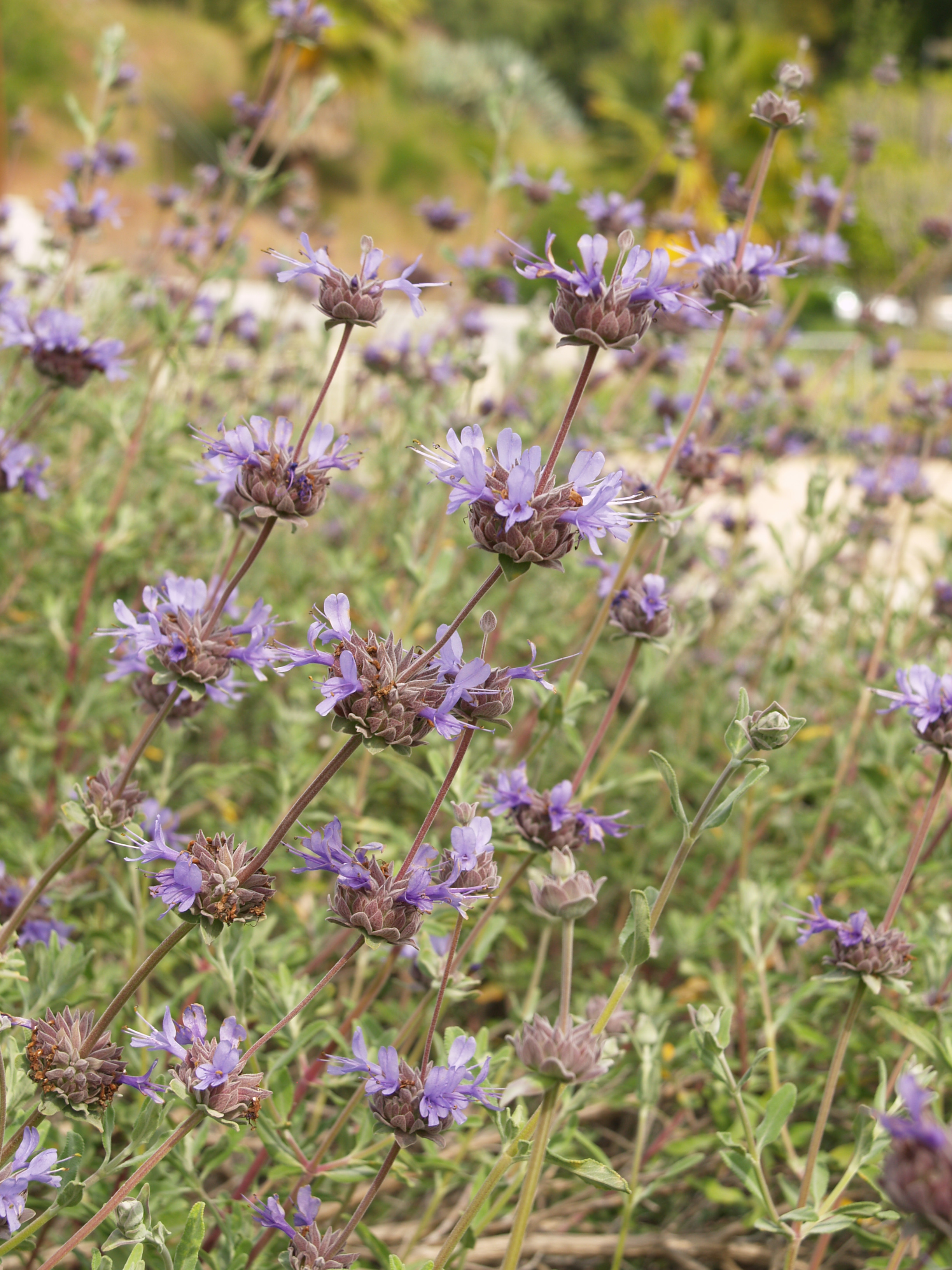 Salvia 'Pozo Blue' (Cleveland Sage Selection)
