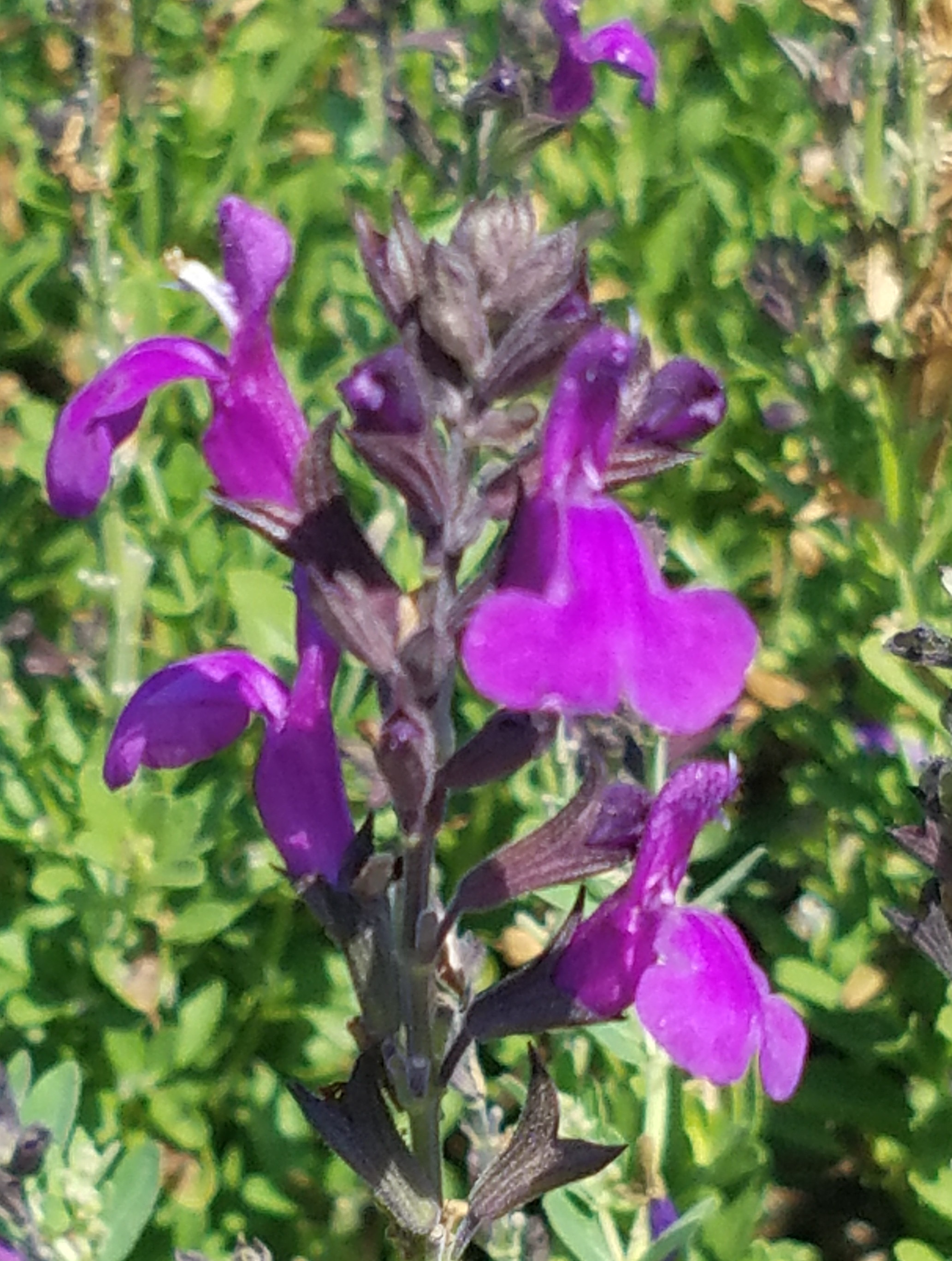 Salvia greggii 'Balmirvio' Mirage™ Violet PPAF (Autumn Sage - Mirage ...