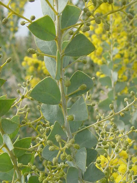 Acacia cultriformis (Knife-leaf Acacia)