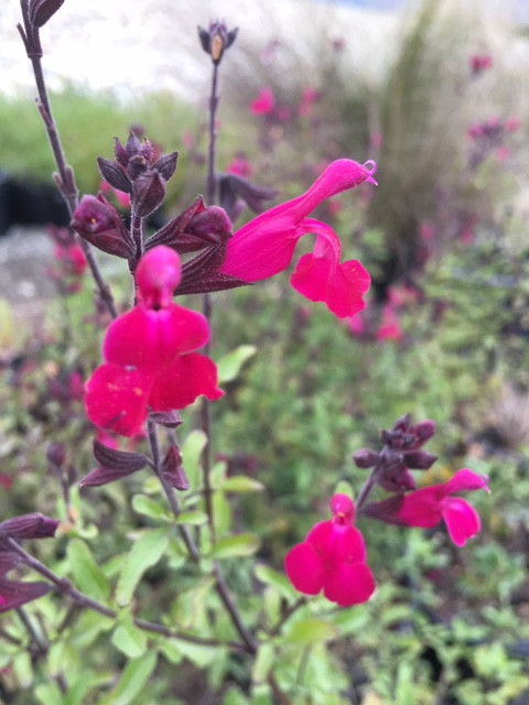 Salvia microphylla x Heatwave™ Blaze (PP24,131) (Heatwave™ Sage - Dk ...