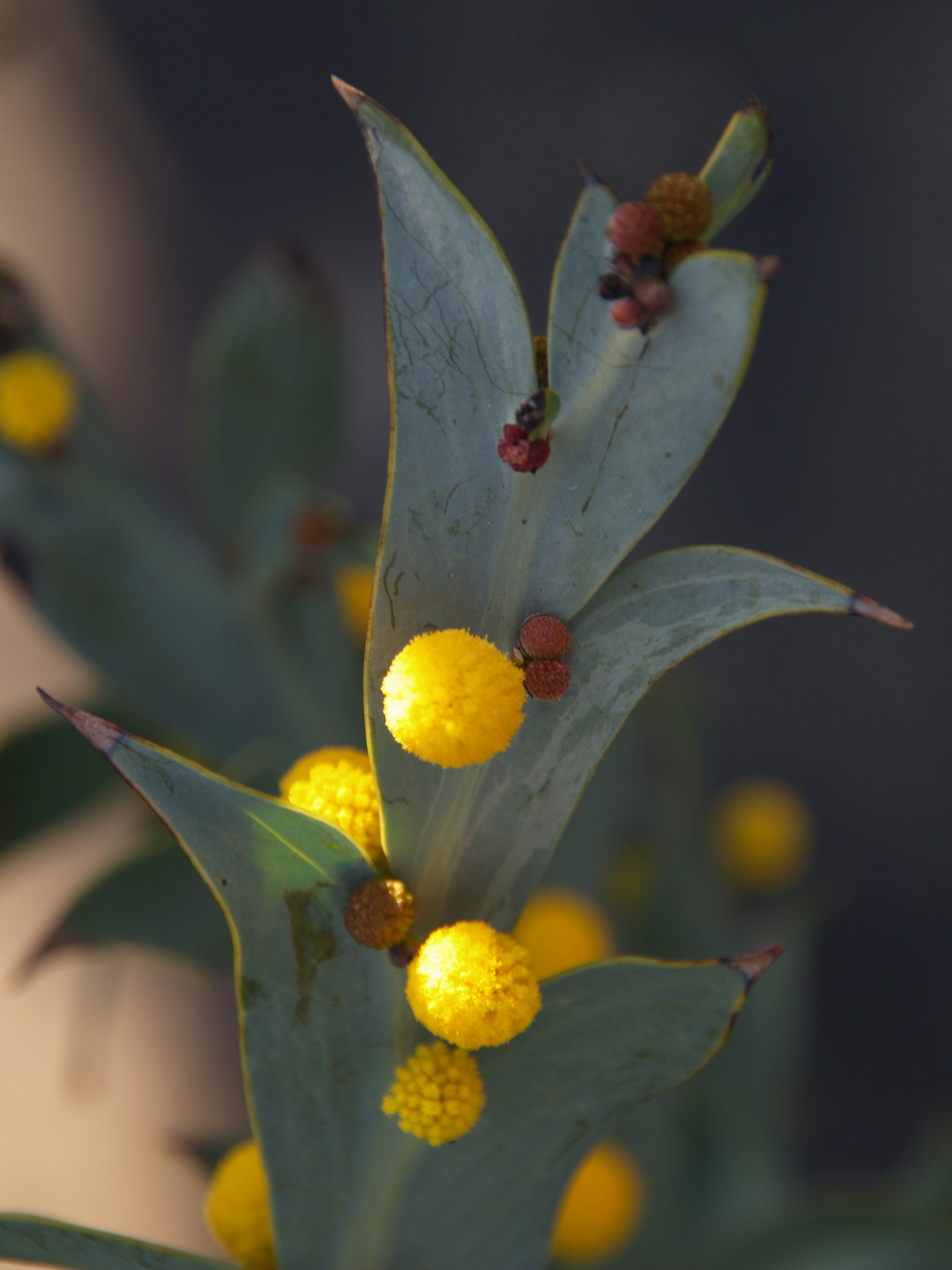 Acacia redolens 'Low Boy' (Prostrate Acacia)