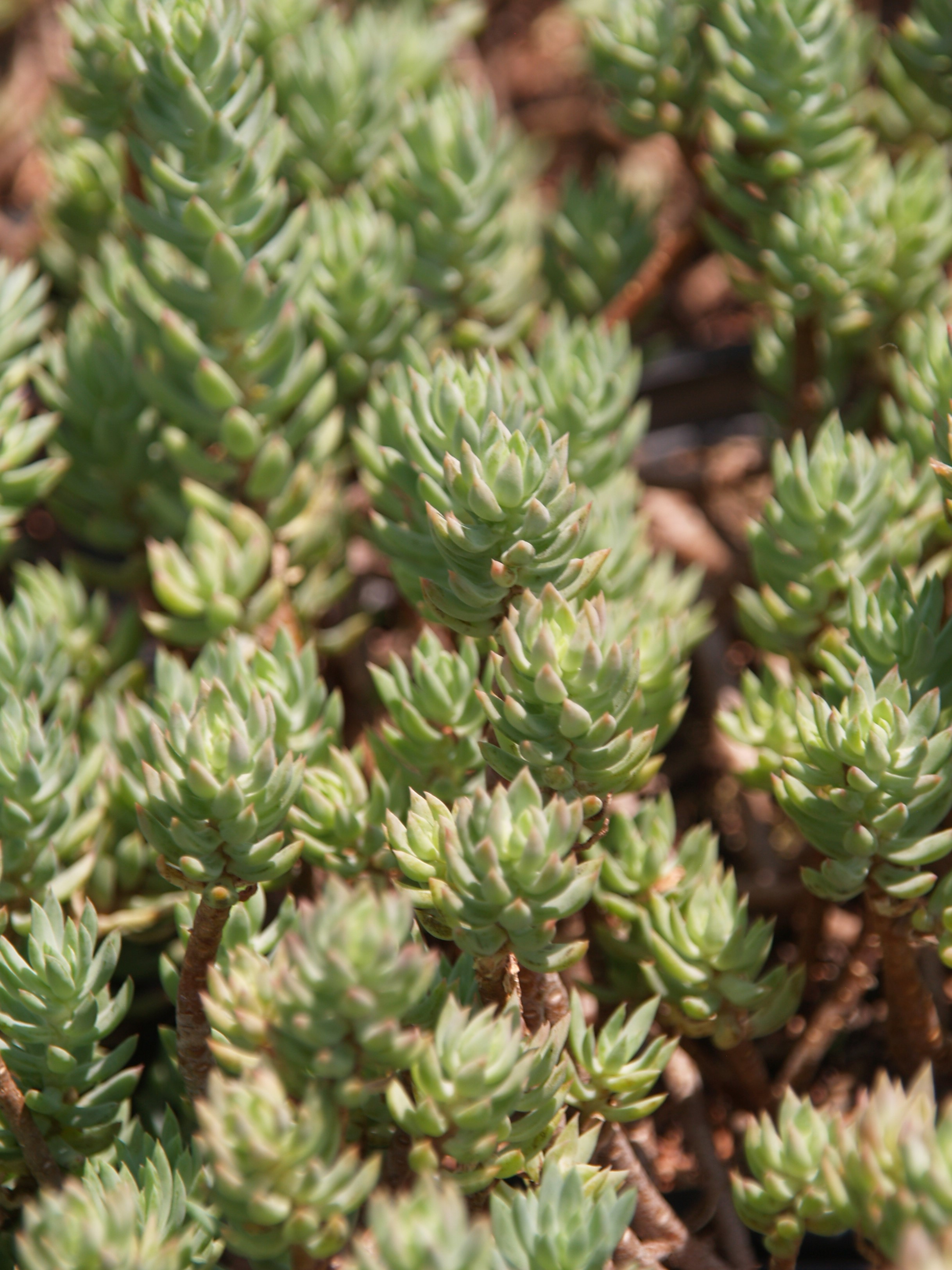 Sedum rupestre 'Angelina' (Stonecrop Selection)