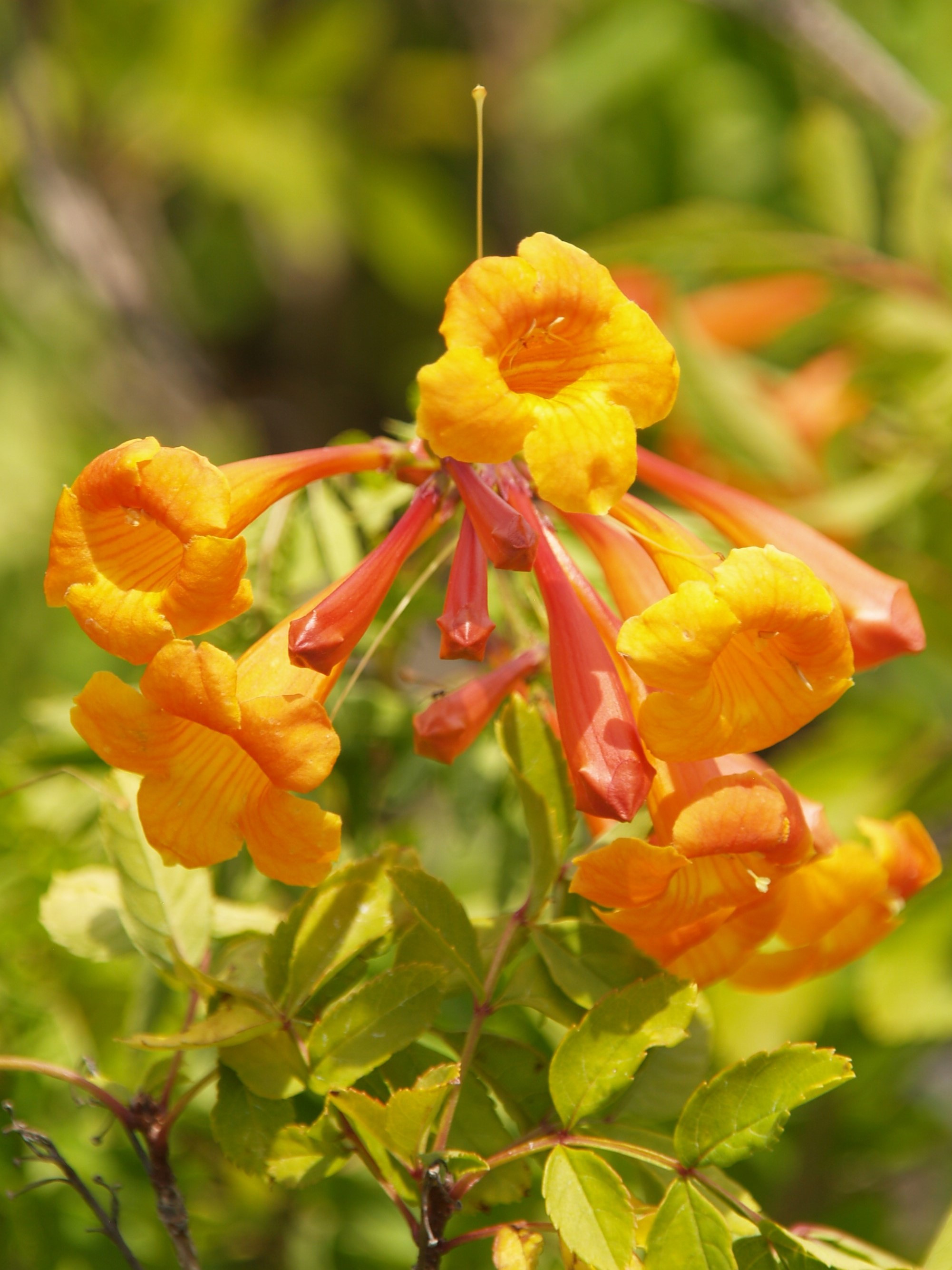 Tecoma x 'Orange Jubilee' (Tecoma - Orange)