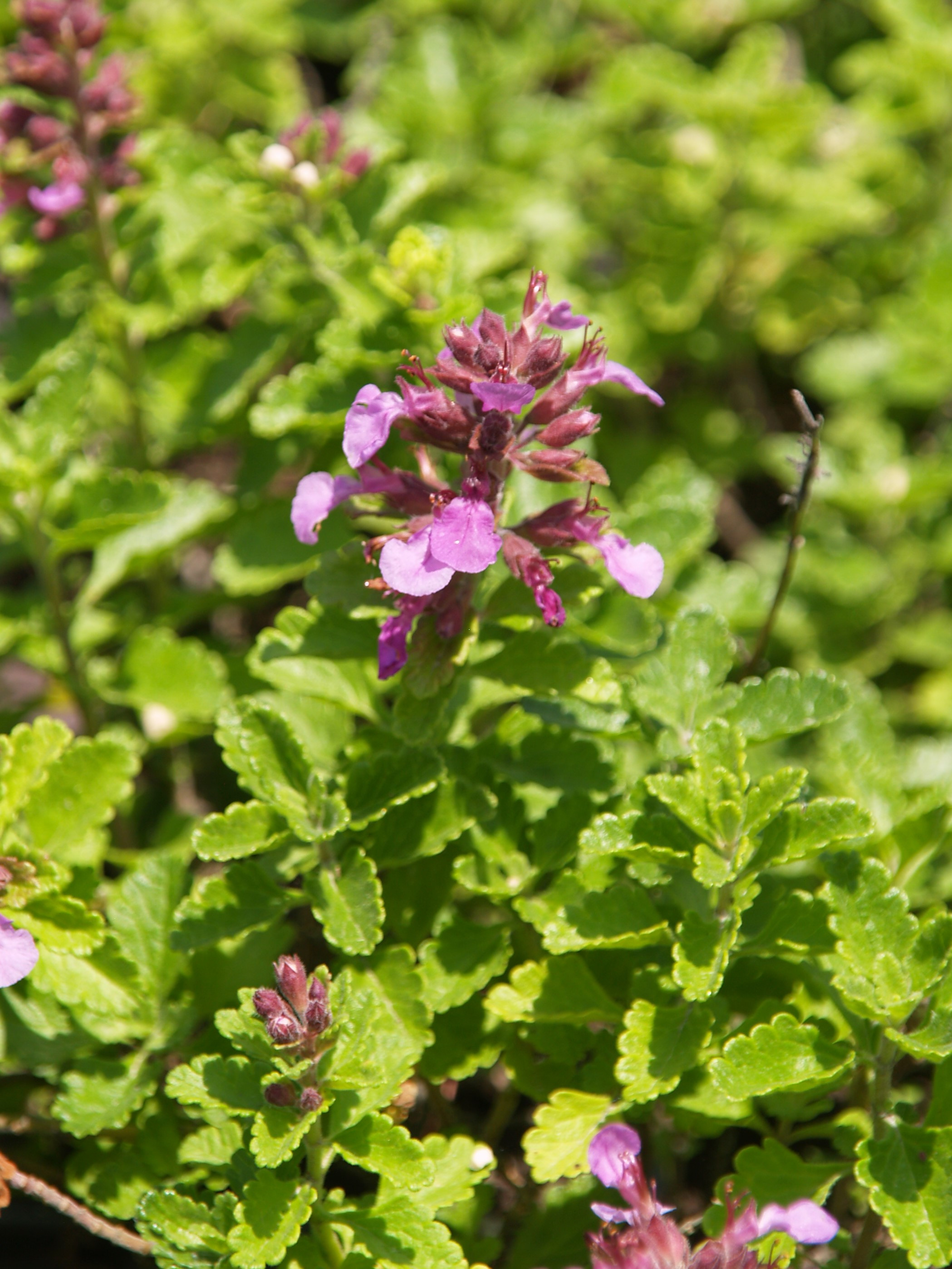 Teucrium chamaedrys 'Prostratum' (Prostrate Germander)