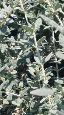 Teucrium majoricum (Fruity Germander)
