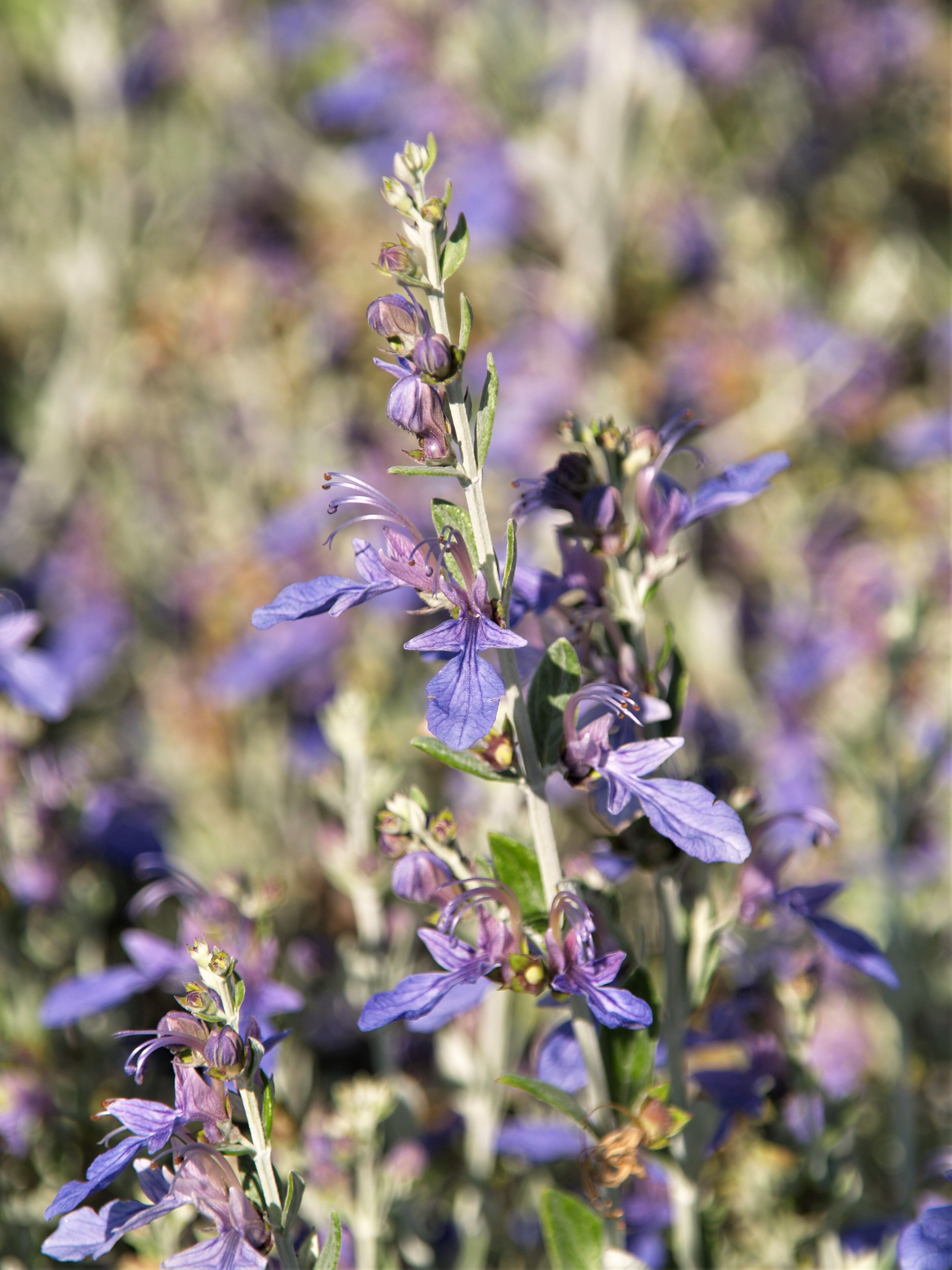 Teucrium majoricum (Fruity Germander)