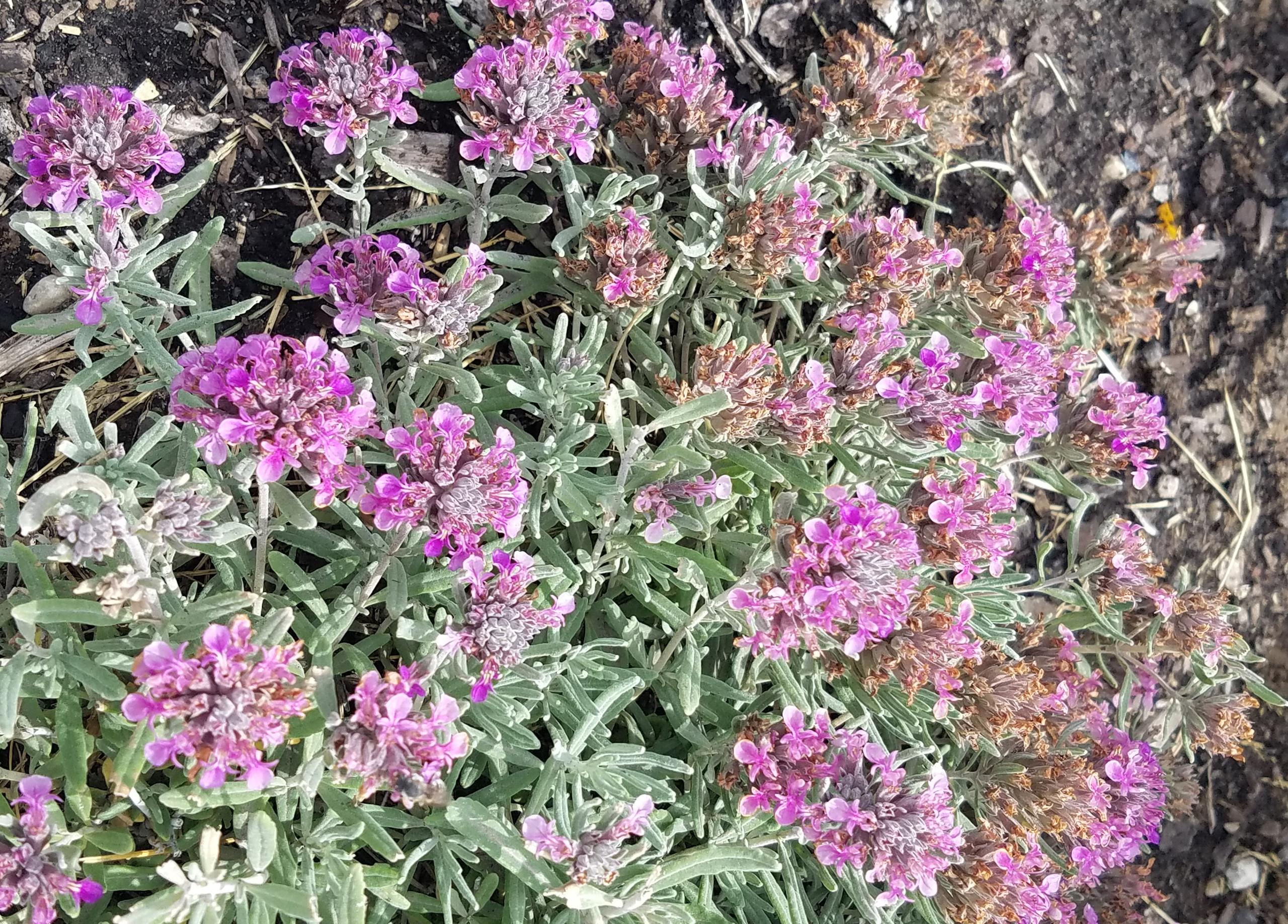 Teucrium majoricum (Fruity Germander)