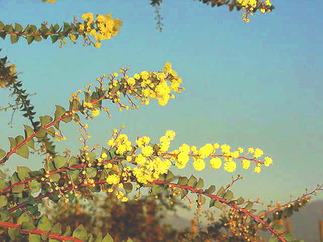 Acacia covenyi (Blue Bush)