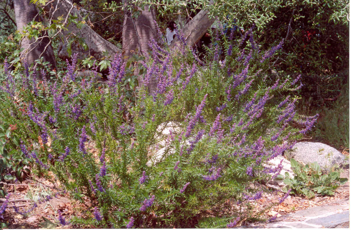 Trichostema lanatum (Woolly Blue Curls)