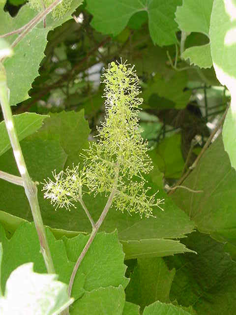 Vitis californica (California Wild Grape)