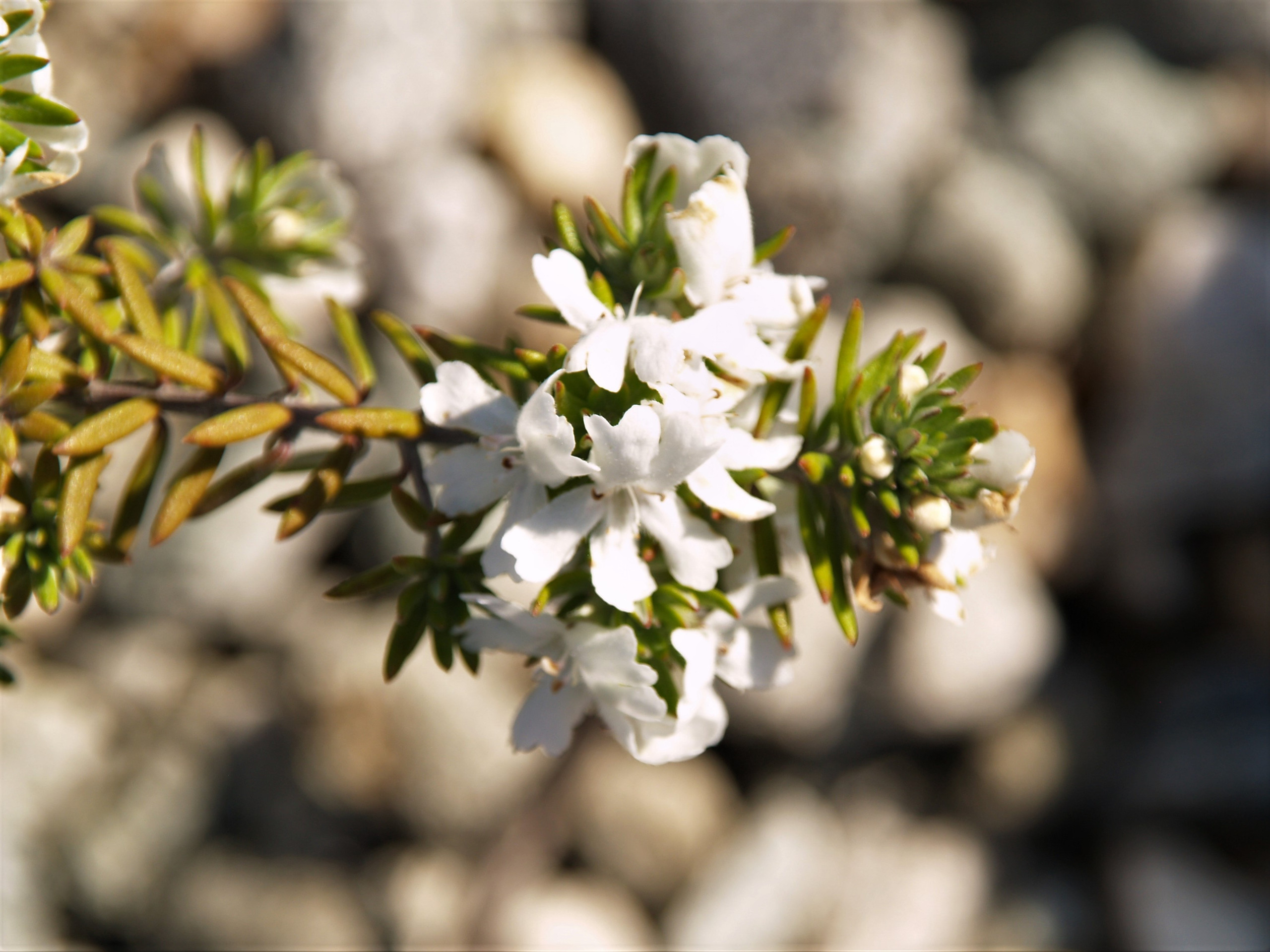 Westringia fruticosa 'Mundi' PPAF (Coast Rosemary Selection)